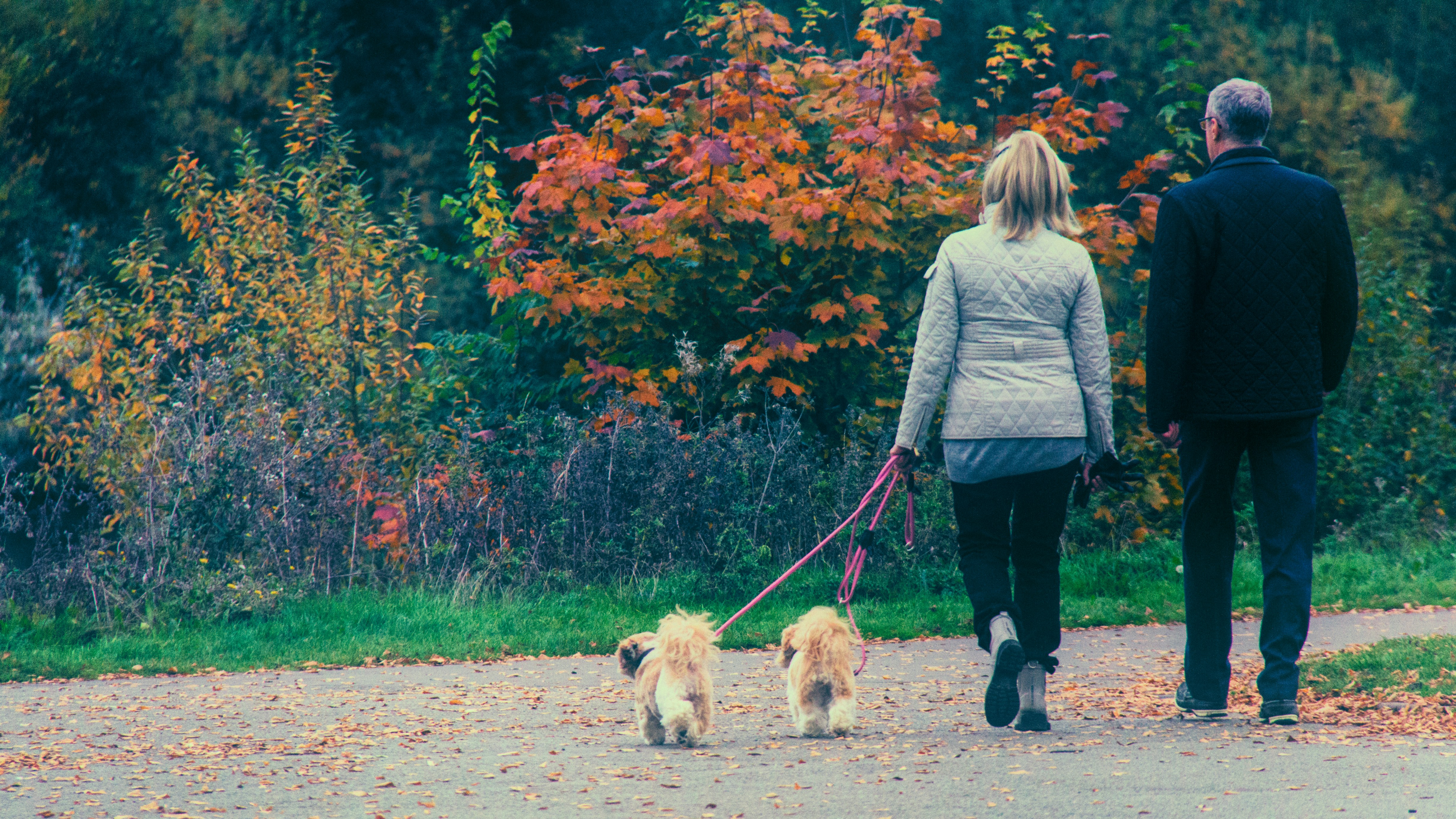 Services - Isy's Ways Dog Training
