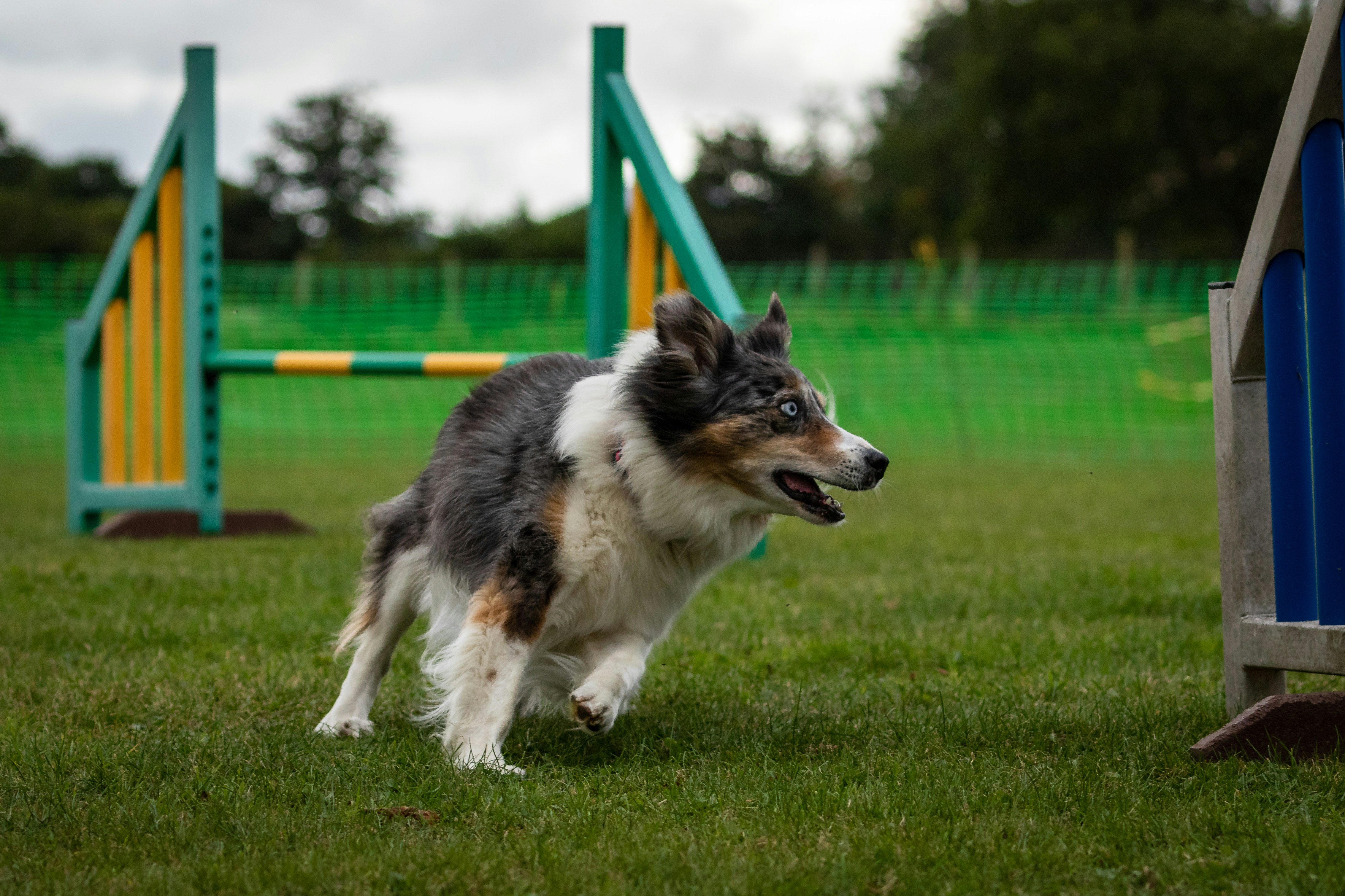 Services - Isy's Ways Dog Training